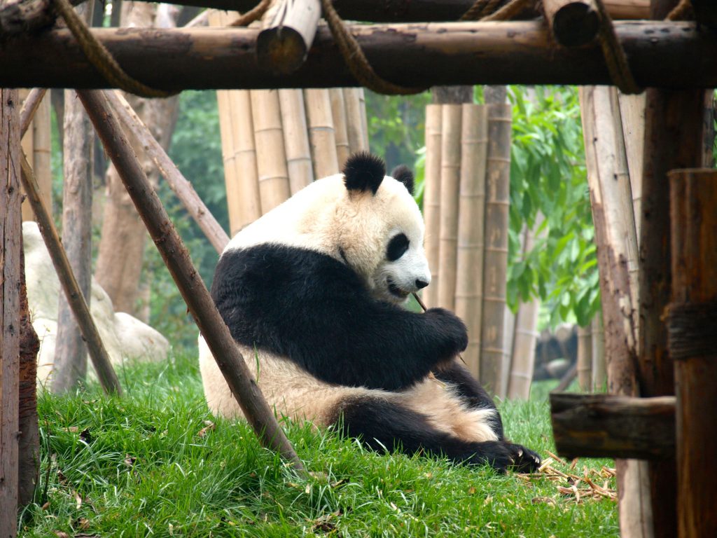 Welcome to two new residents as Chengdu’s Panda Centre re-opens – Wendy ...