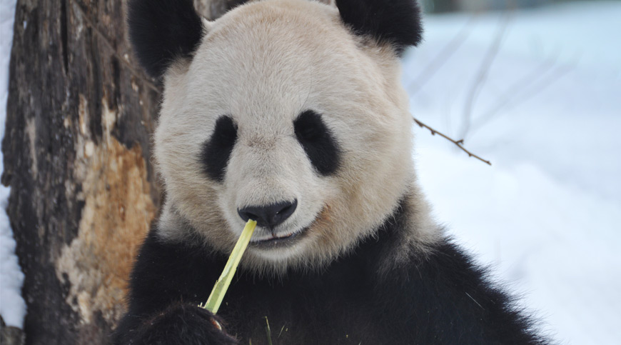 Welcome to two new residents as Chengdu’s Panda Centre re-opens – Wendy ...