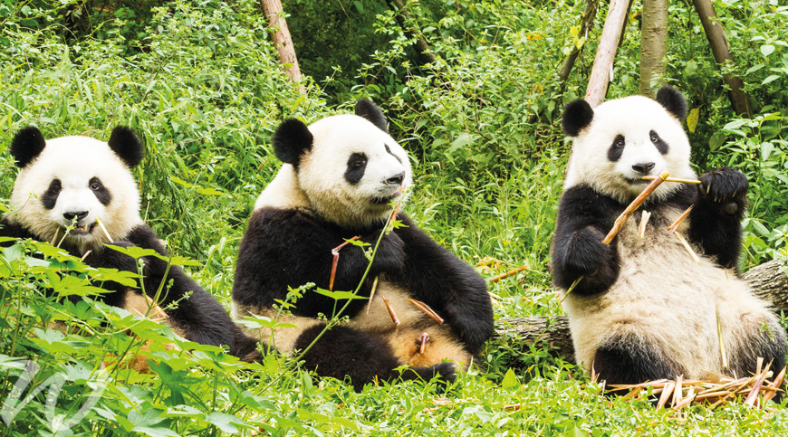 Extraordinary Wildlife in Asia (and how to see it for yourself) – Wendy ...