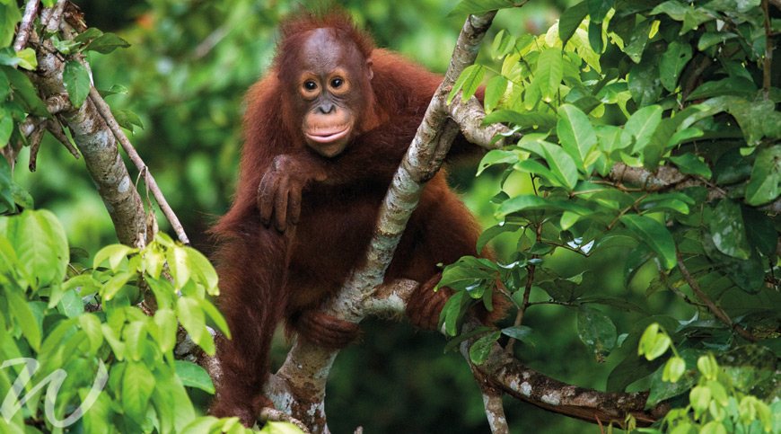 Extraordinary Wildlife in Asia (and how to see it for yourself) – Wendy ...