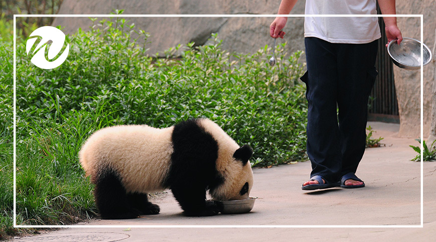 Welcome to two new residents as Chengdu’s Panda Centre re-opens – Wendy ...